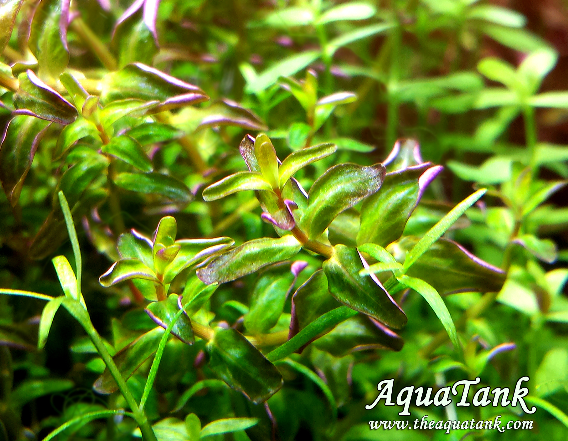 Rotala macrandra mini Type 2 aquarium plant | AquaTank Rare Aquarium Plants